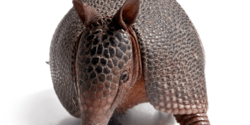 Armadillos | Knox Pest Control