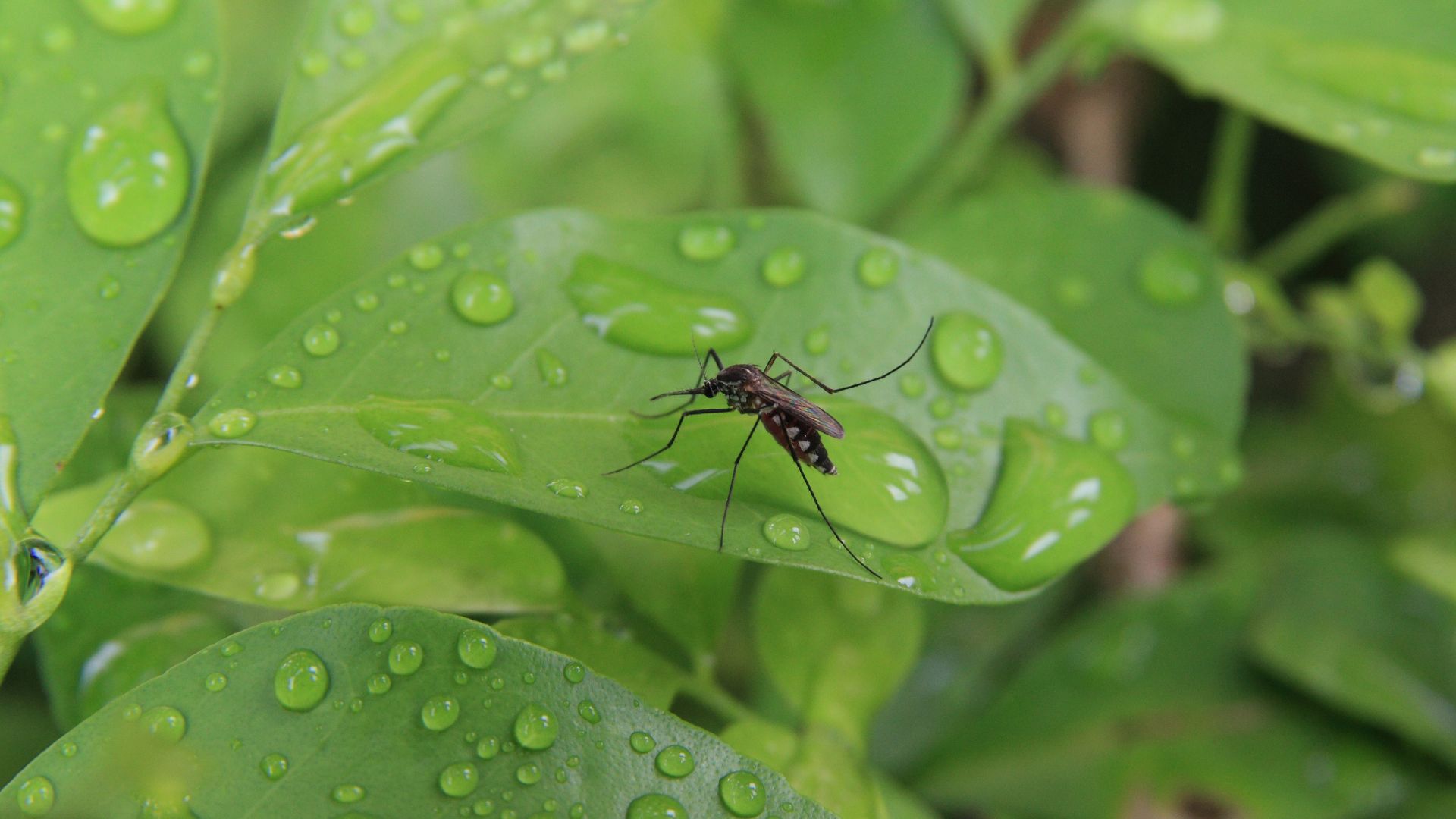 Four Essential Mosquito Control Tips for Atlanta Homeowners