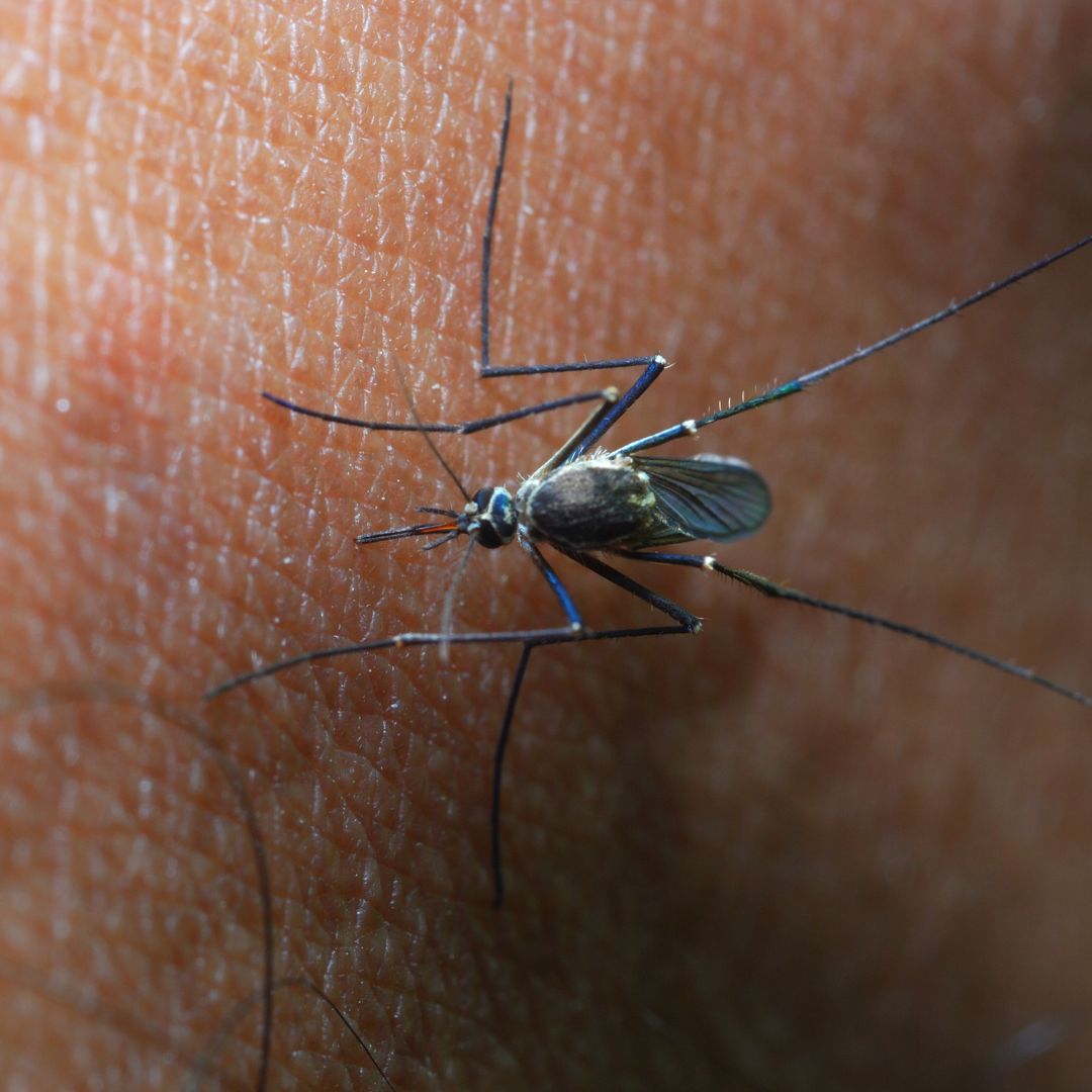 Four Essential Mosquito Control Tips for Atlanta Homeowners